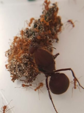 Atta cephalotes – AntSatan
