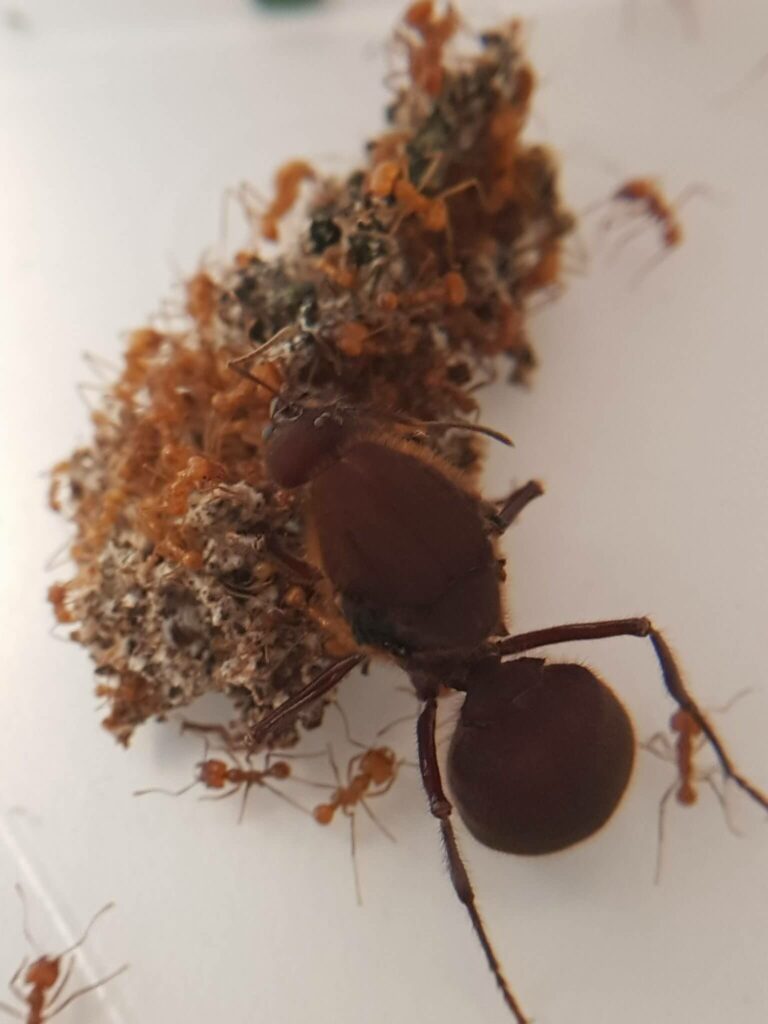 Atta cephalotes – AntSatan