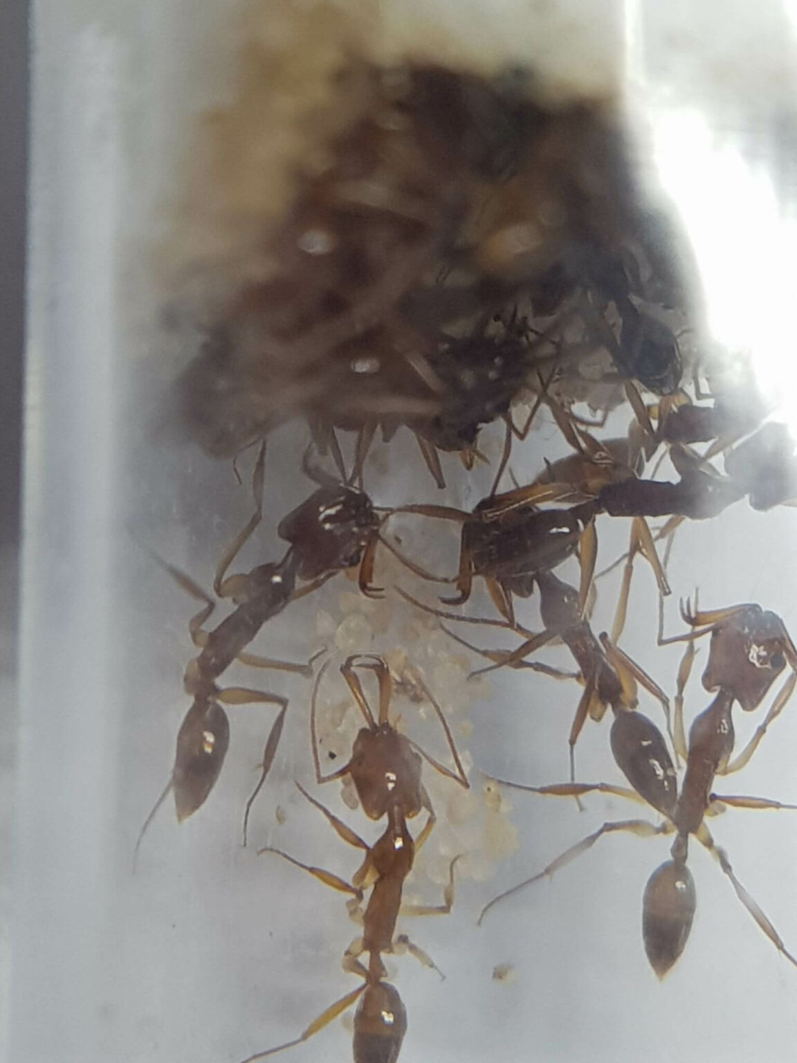 Anochetus risii – AntSatan