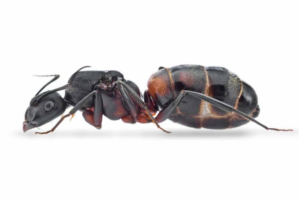 Camponotus mutilarius (xiangban) – AntSatan