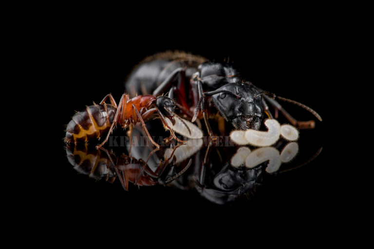 Manica rubida – AntSatan