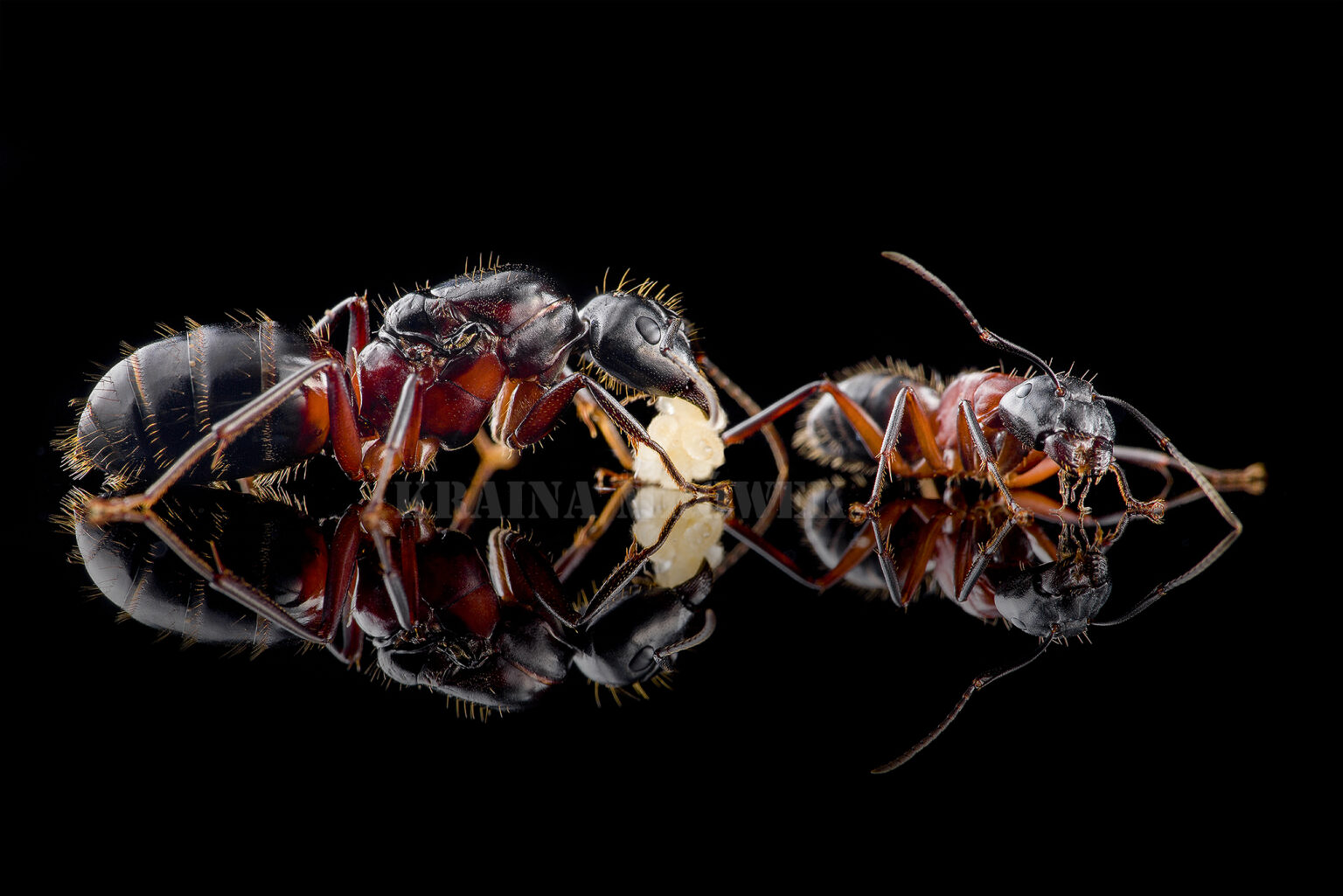 Camponotus pseudoirritans – AntSatan