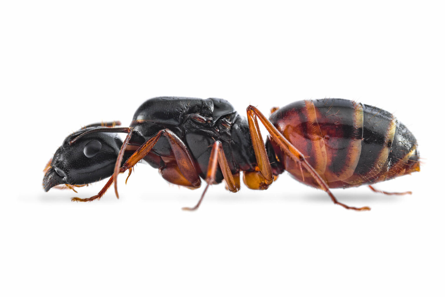 Camponotus sansabeanus – AntSatan