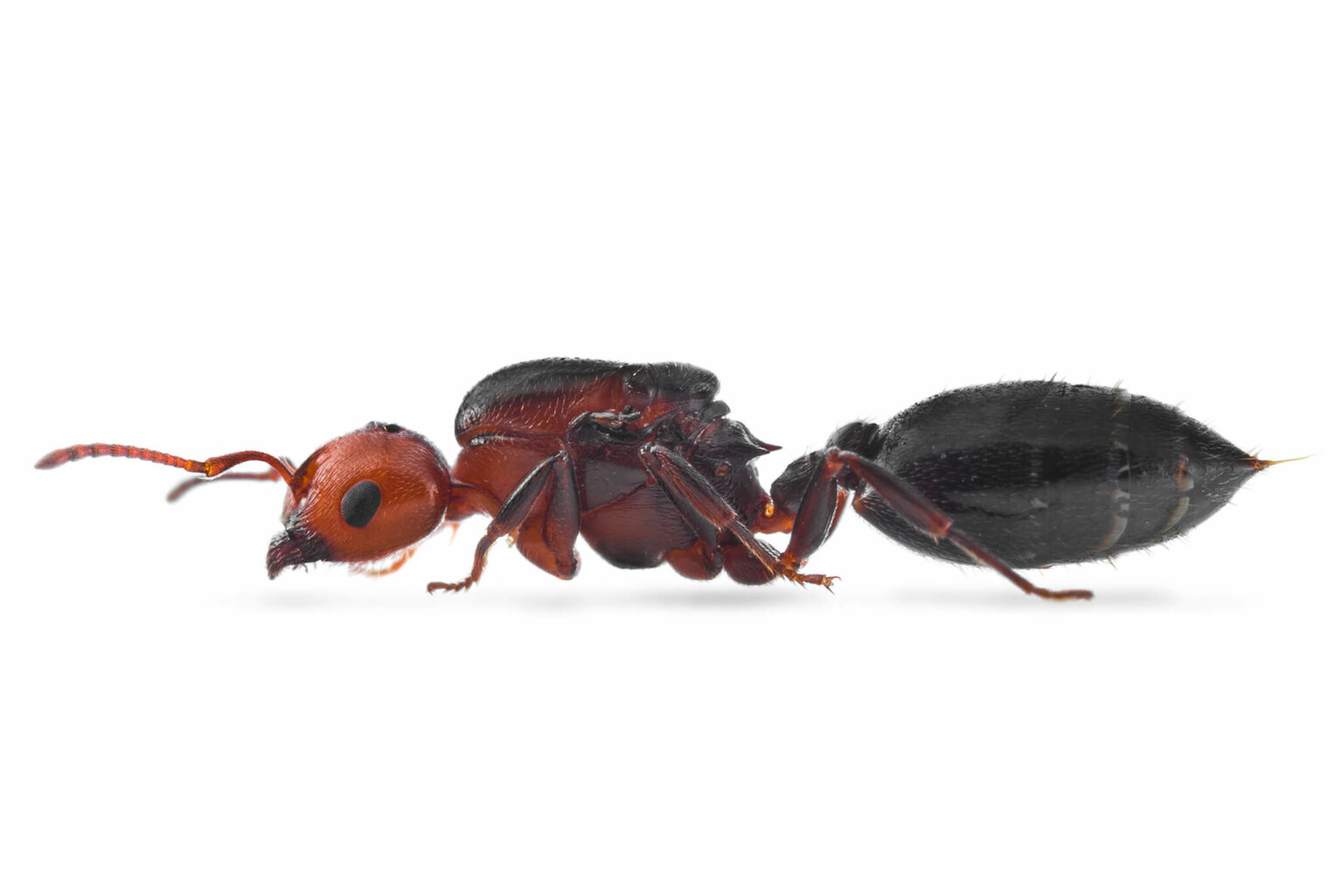 Crematogaster scutellaris – AntSatan