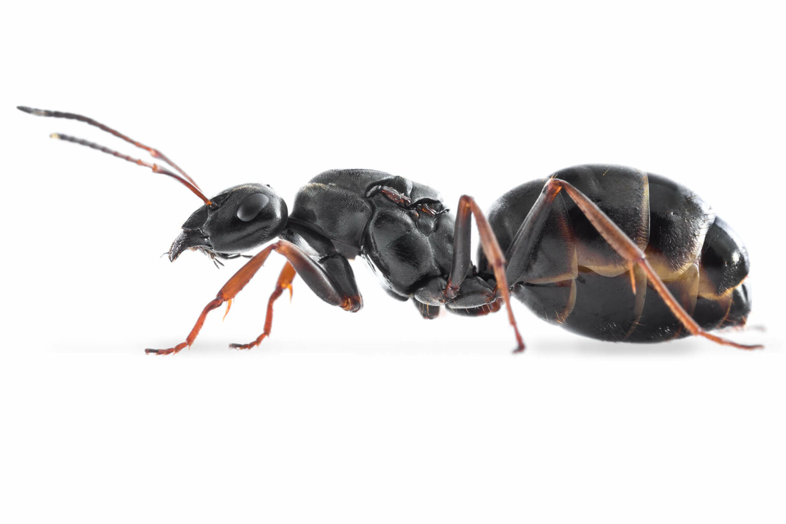 Formica fusca – AntSatan
