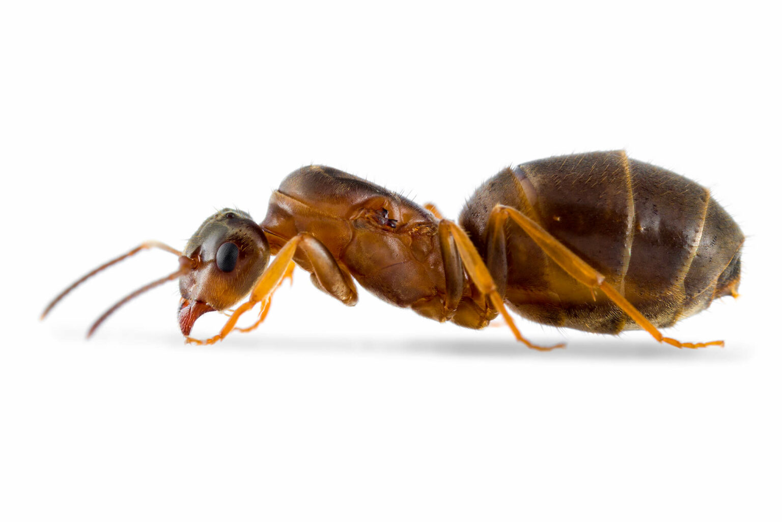 Lasius emarginatus – AntSatan