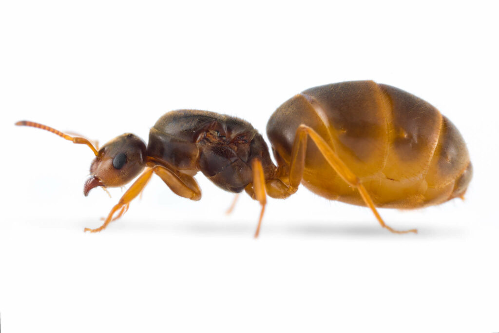 Harpegnathos venator – AntSatan