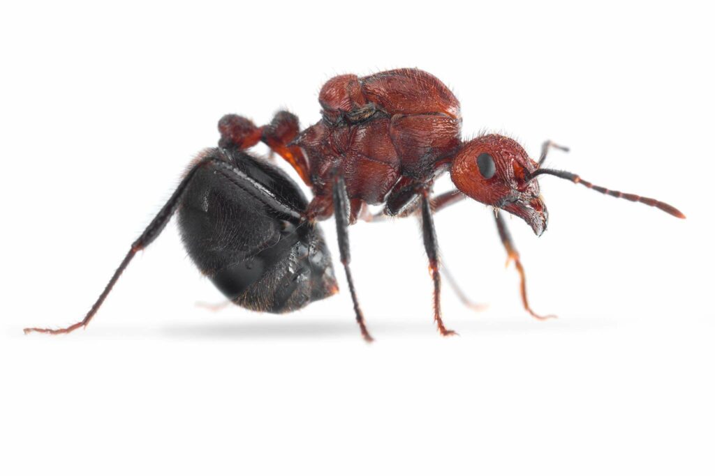 Myrmicaria brunnea – AntSatan