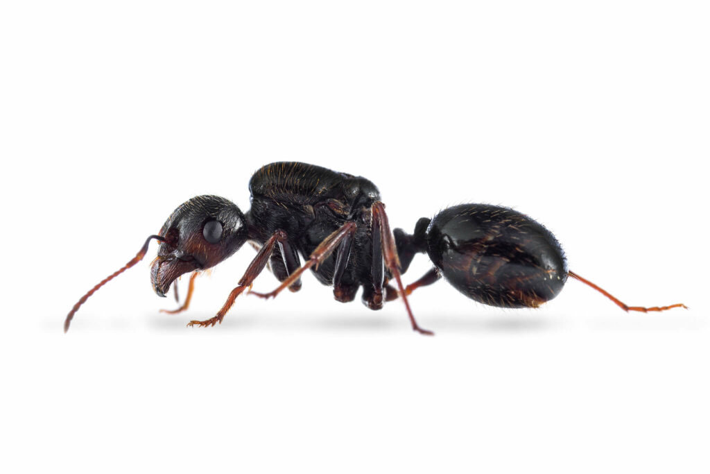 Messor aciculatus – AntSatan