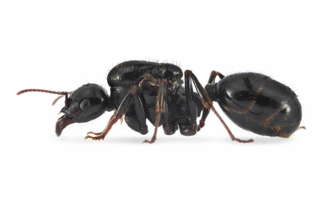 Messor cephalotes – AntSatan