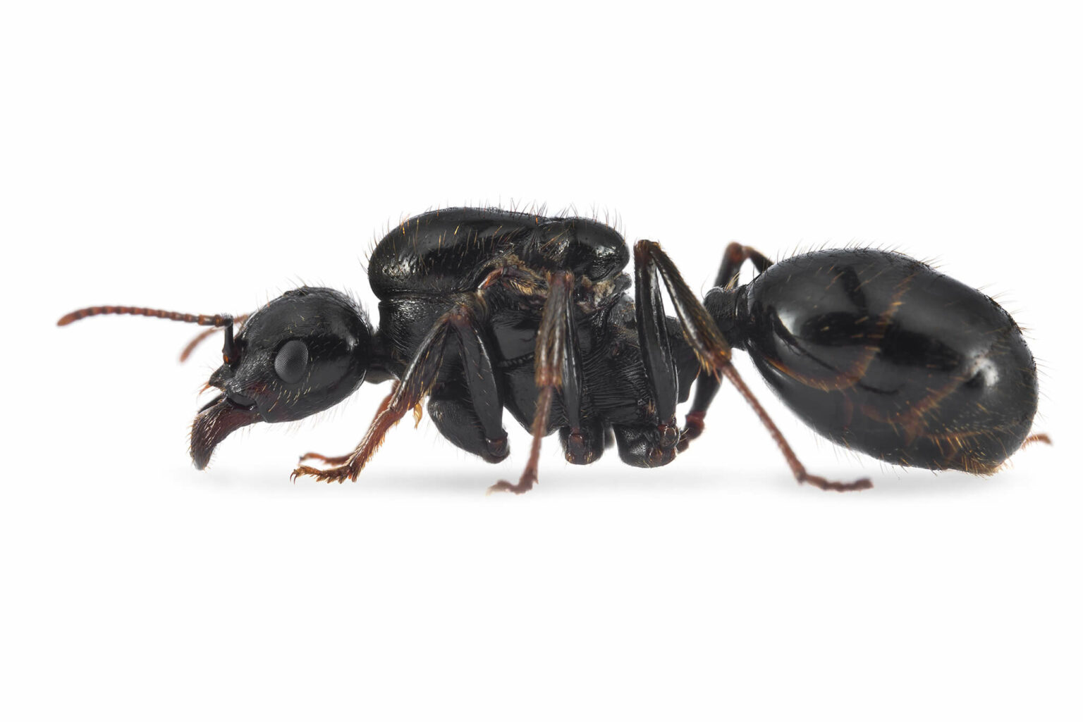 Messor barbarus – AntSatan