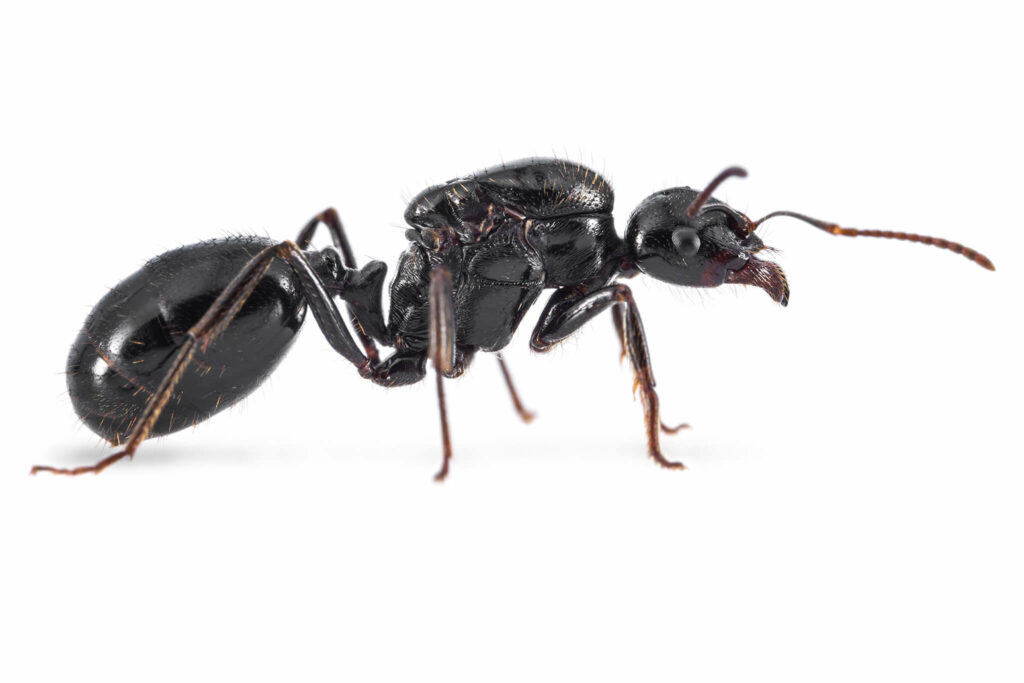 Messor cephalotes – AntSatan