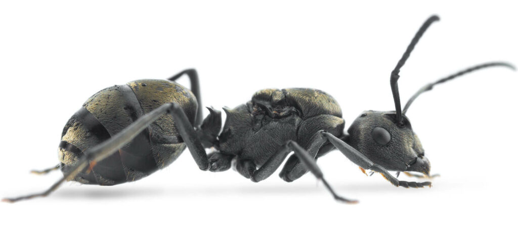 Polyrhachis dives – AntSatan