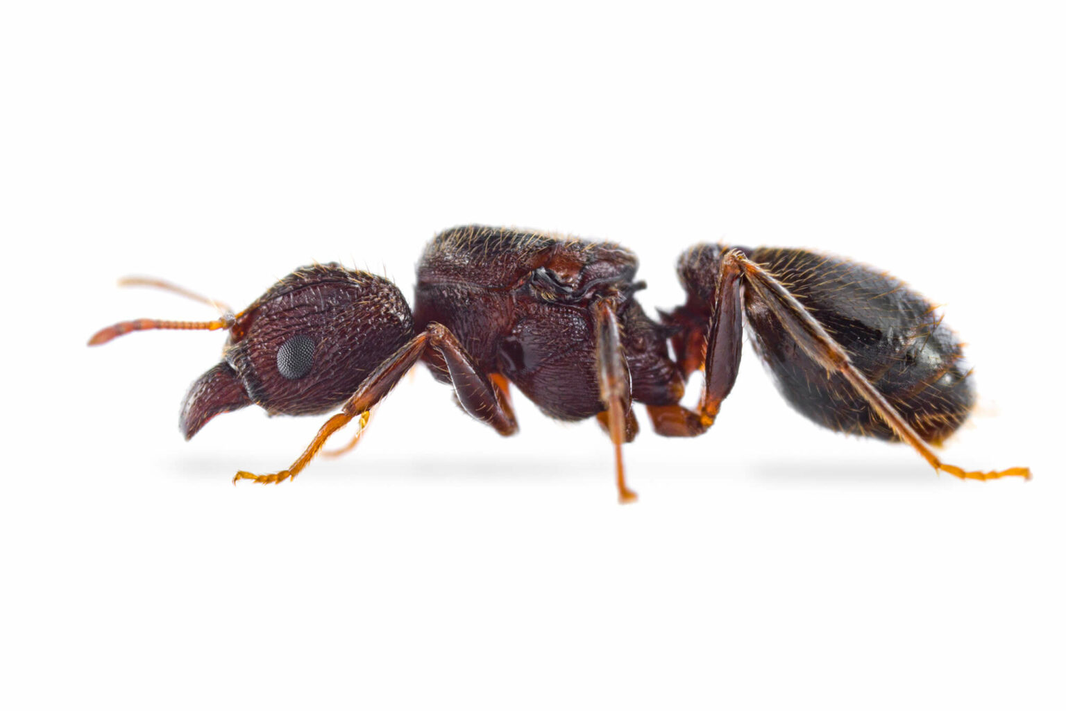 Pheidole nodus – AntSatan