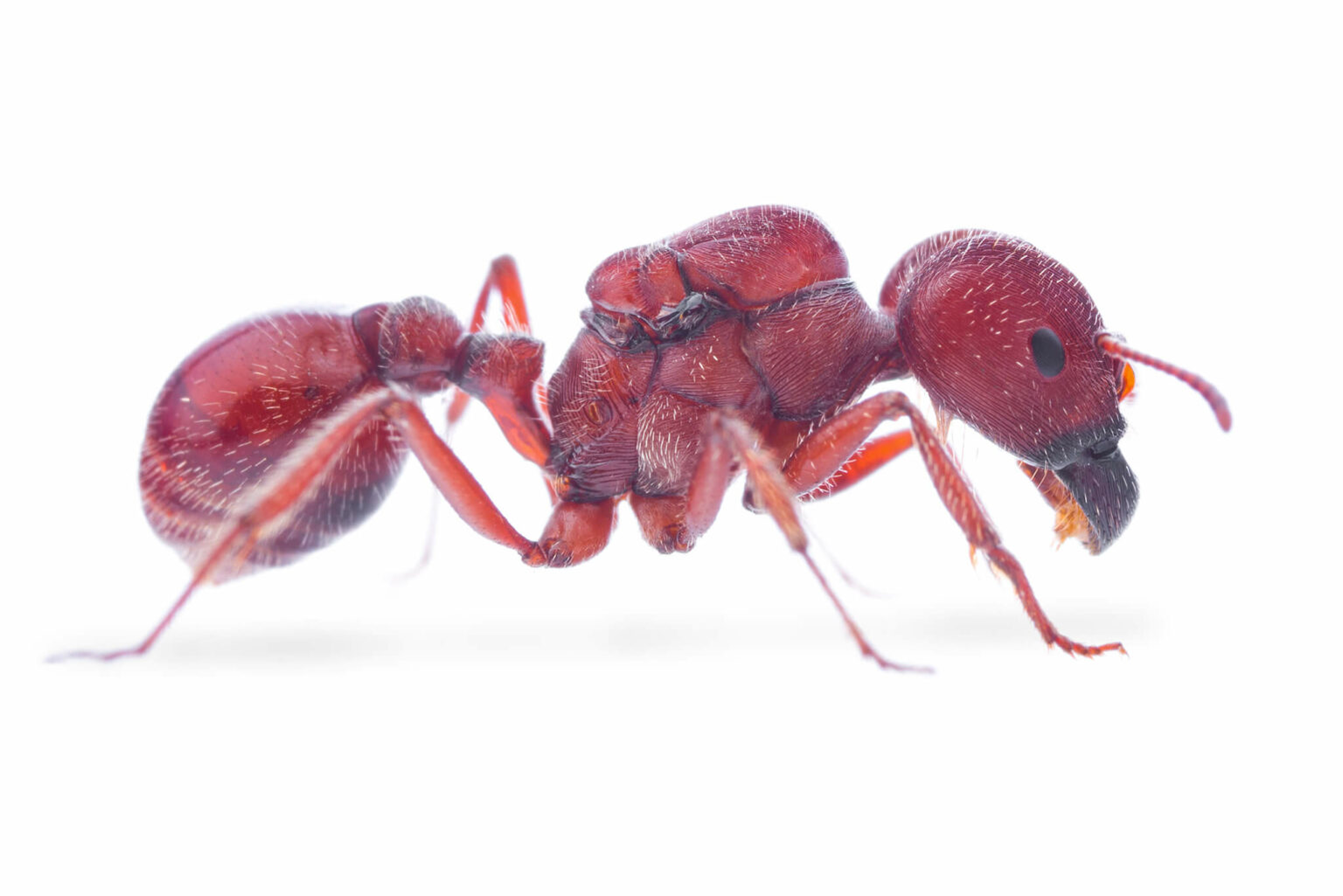 Pogonomyrmex badius – AntSatan