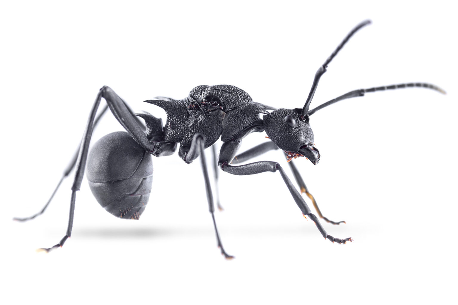 Polyrhachis armata – AntSatan