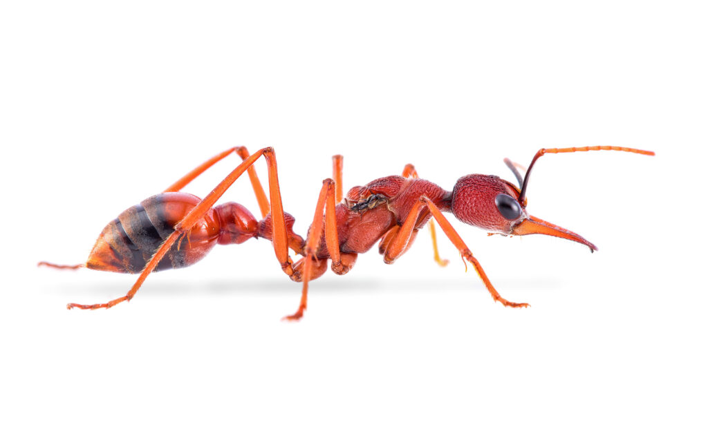 Myrmecia nigriscapa – AntSatan