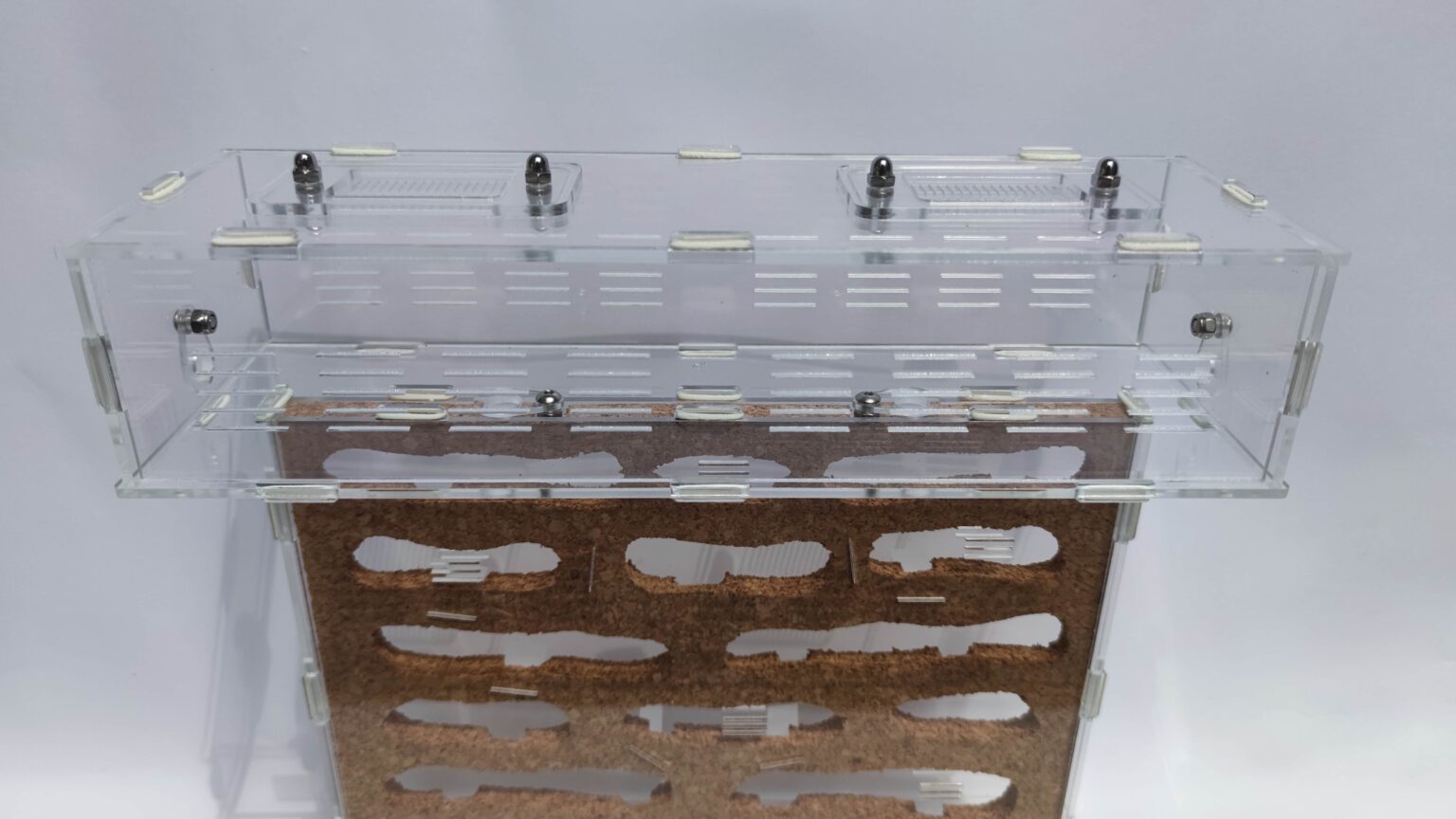 AntSatan – We have great ants for You :)