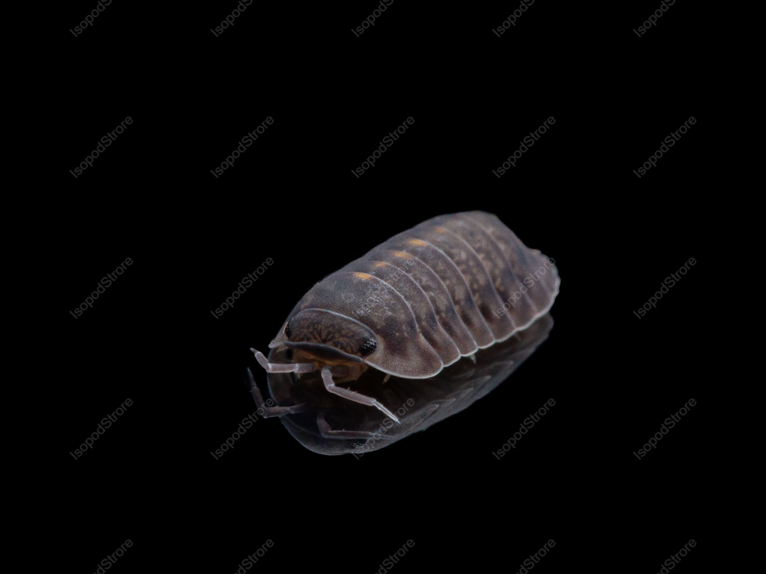 AntSatan – We have great ants for You :)