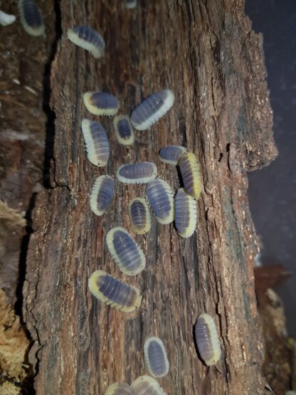 Cubaris sp. Lemon Blue – AntSatan