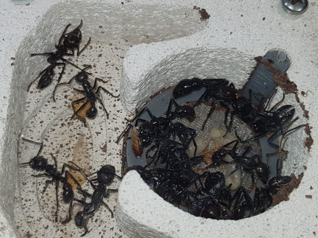 AntSatan – We have great ants for You :)